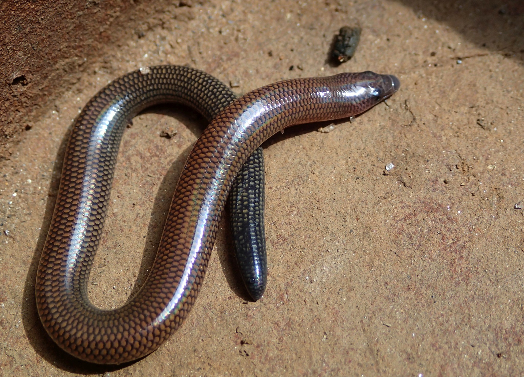 Nessia monodactyla (Gray, 1839)