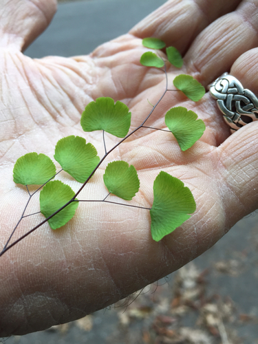 Ferns of Pine Flat Road and Vicinity · iNaturalist