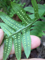 Ferns of Pine Flat Road and Vicinity · iNaturalist