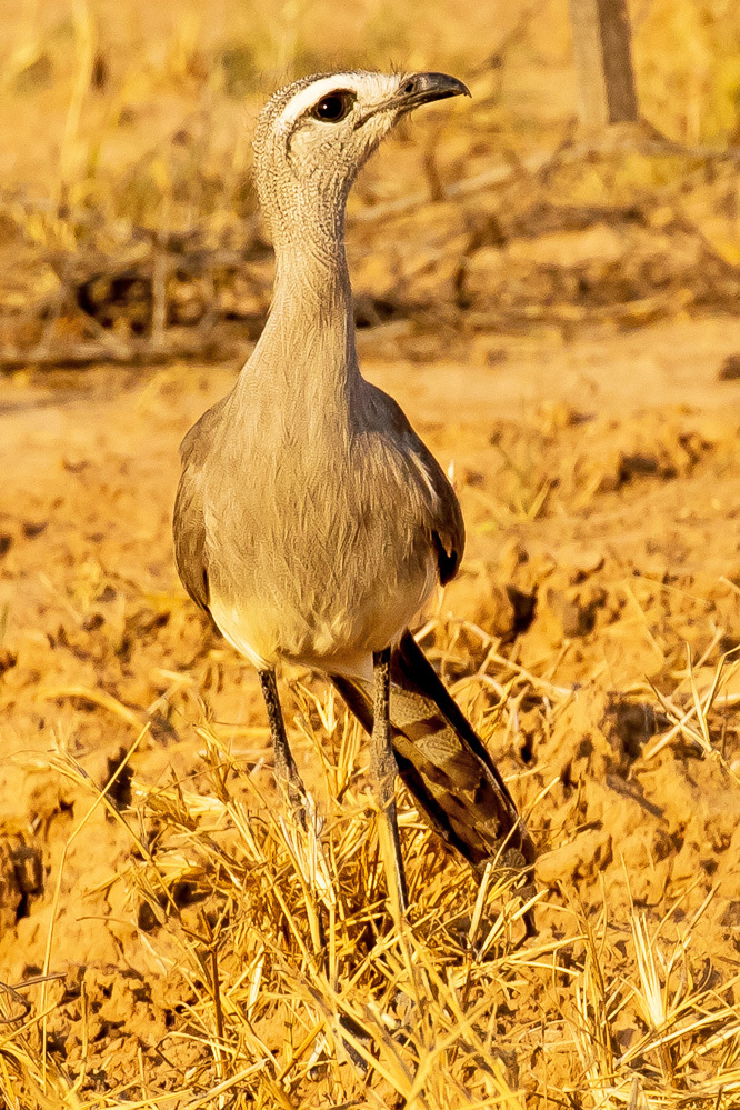 Seriemas (Cariamidae) - Avian Discovery