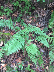 Ferns of Pine Flat Road and Vicinity · iNaturalist
