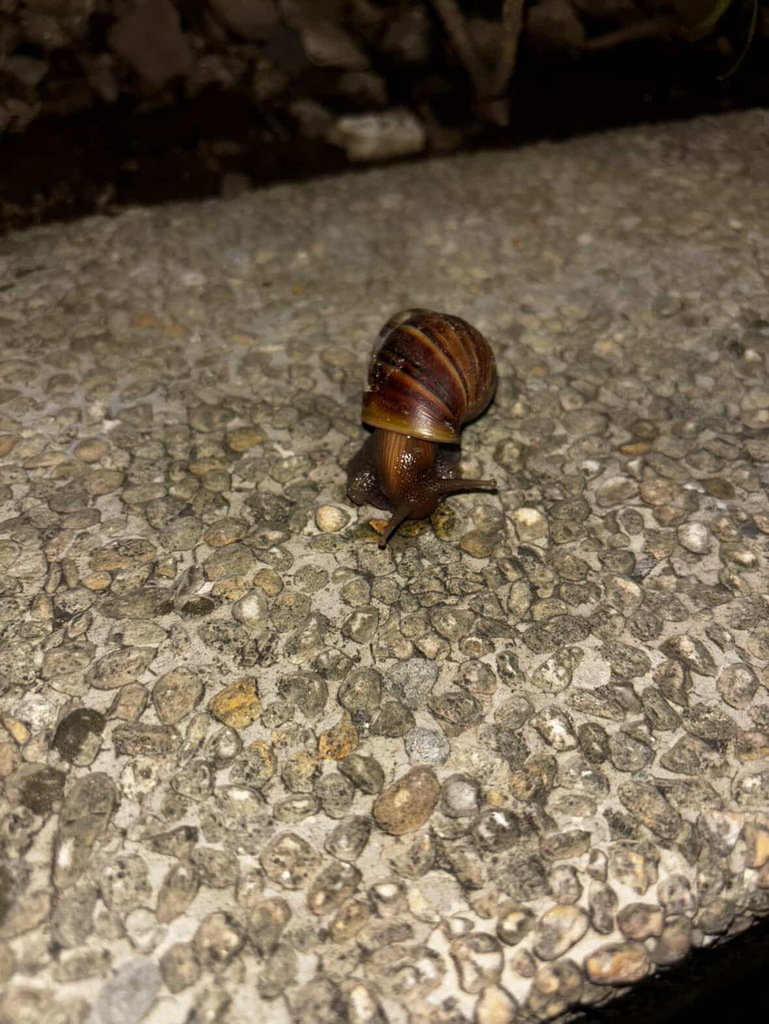 African Giant Snail from Tacul, Magsaysay, Davao del Sur, Philippines ...