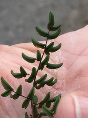 Ferns of Pine Flat Road and Vicinity · iNaturalist
