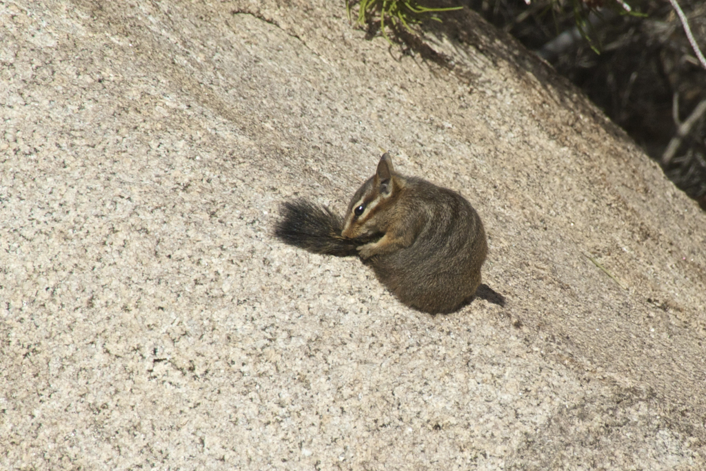 Dusky Chipmunk (Neotamias obscurus davisi) - Know Your Mammals