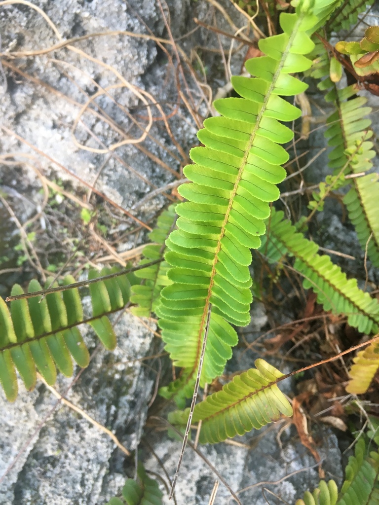 Fishbone Fern from North Atlantic Ocean, Bermuda, BM on December 10 ...