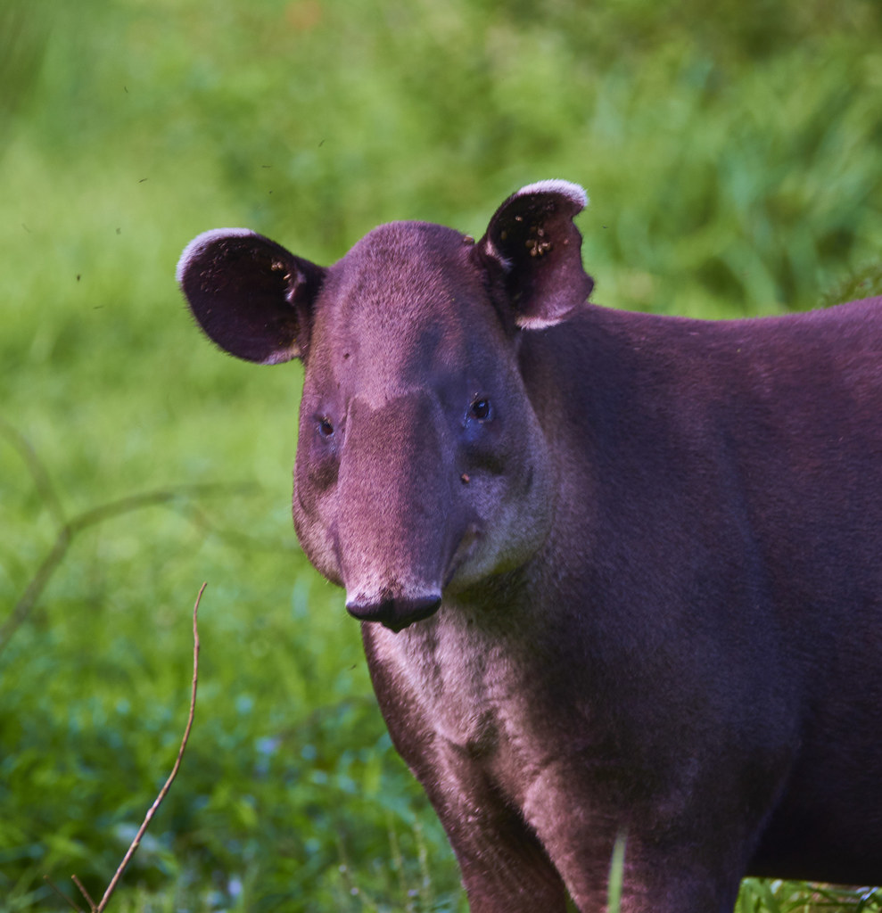 Baird's Tapir in August 2017 by Tapir Valley Nature Reserve · iNaturalist
