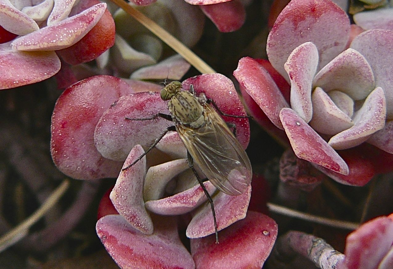 Ostenia robusta Hutton, 1901