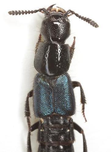 (Flohria subcoerulea)