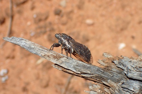 Buzzing Stubby-Wing (Pedana hesperia) · iNaturalist