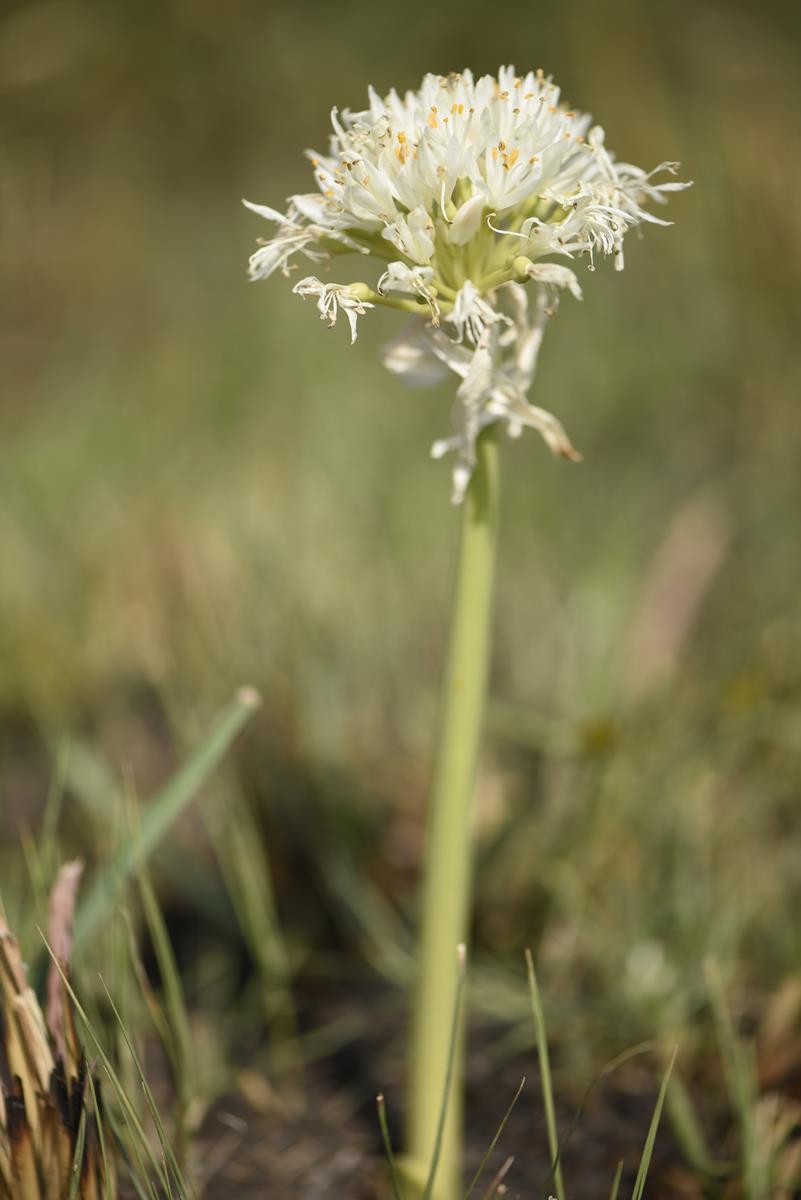 Haemanthus montanus Baker