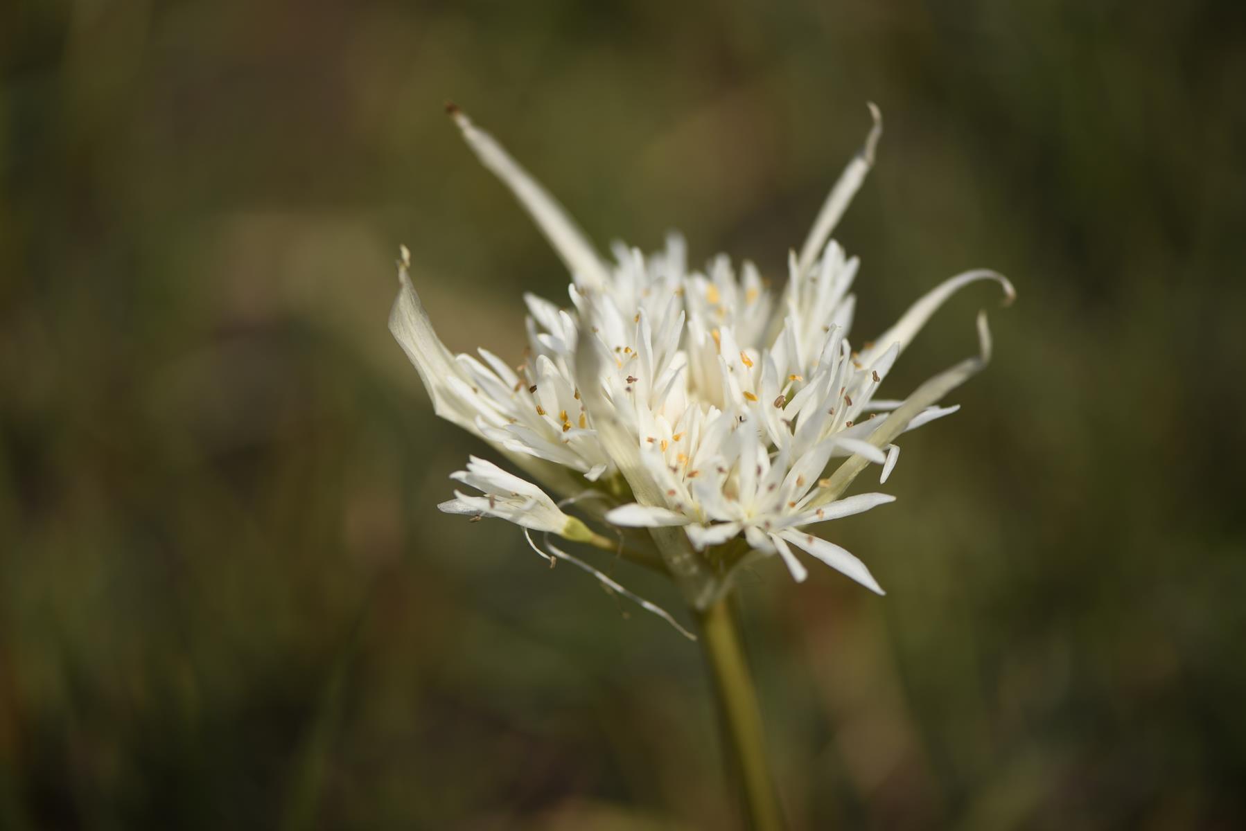 Haemanthus montanus Baker