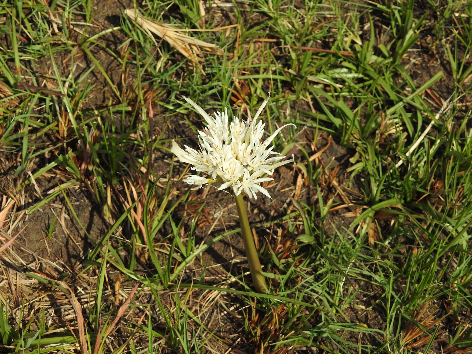 Haemanthus montanus Baker