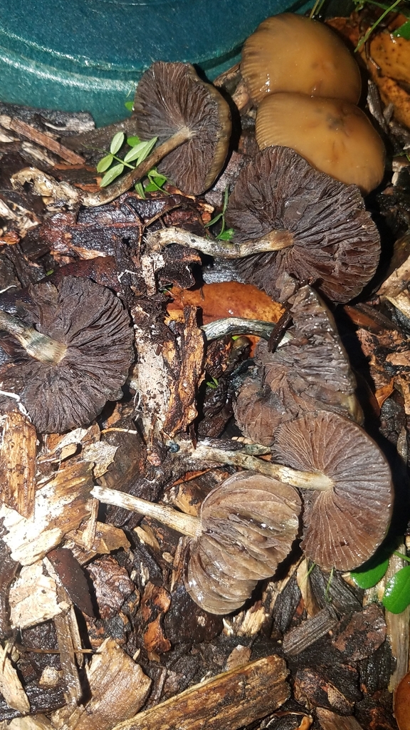 Psilocybe allenii in December 2019 by Alan Rockefeller · iNaturalist