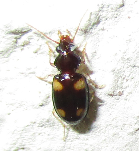 Subgenus Nototachys · iNaturalist