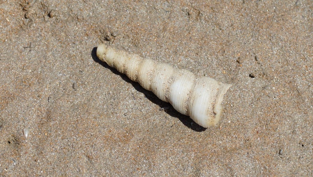 Turritella terebra from Buffalo Creek NT 0812, Australia on December 13 ...
