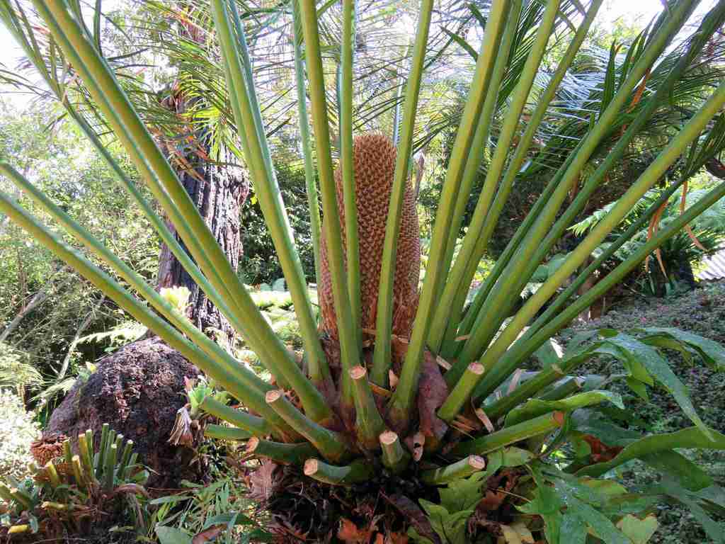 (Cycas) - Botanical Realm