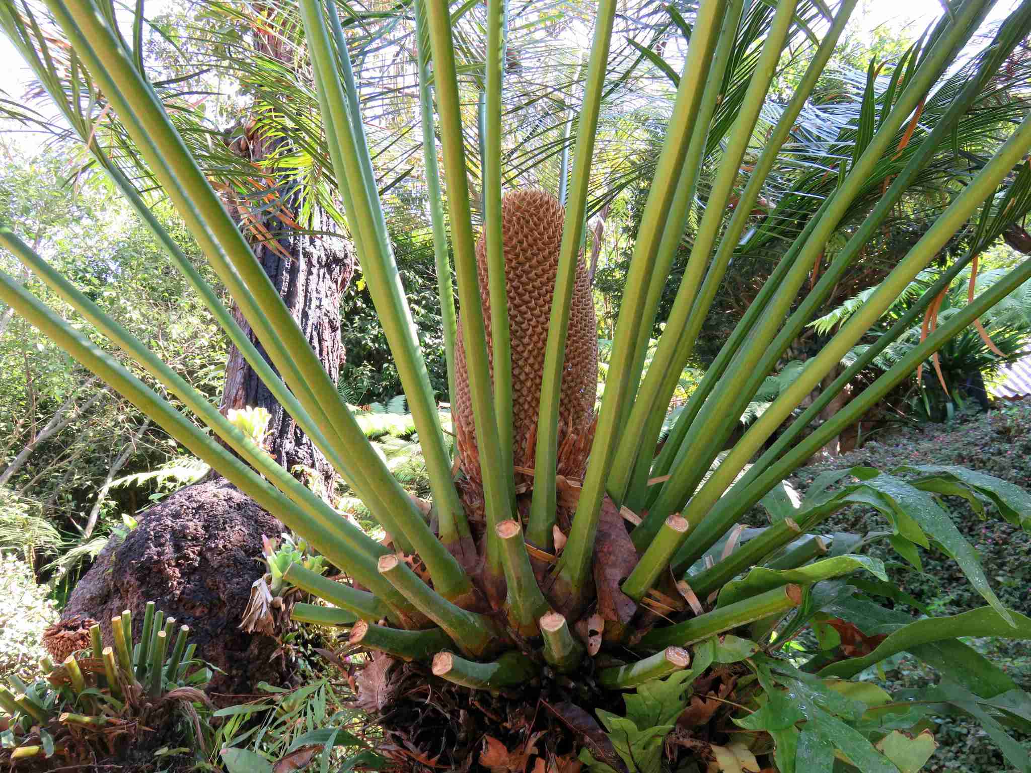 Cycas Macrocarpa