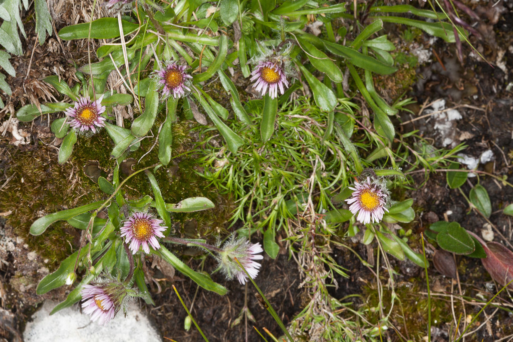 Neglected Fleabane (Erigeron neglectus) - Botanical Realm