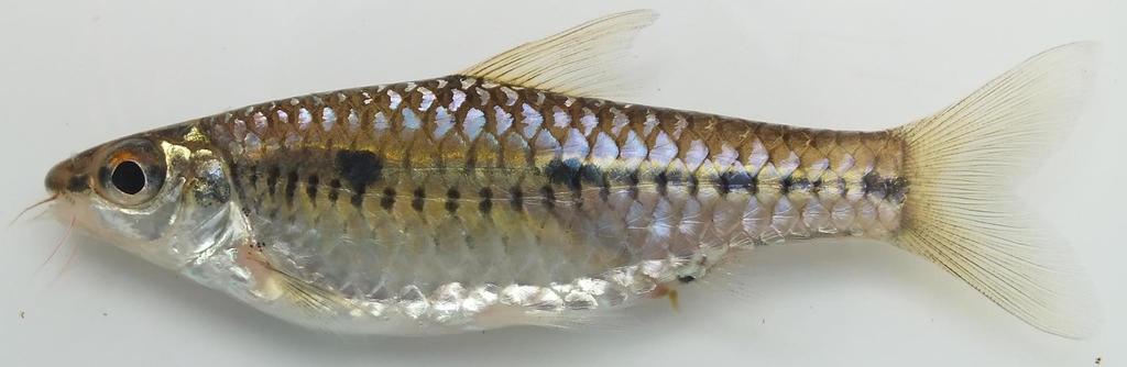 (Enteromius sublineatus) - Marine Life Identification