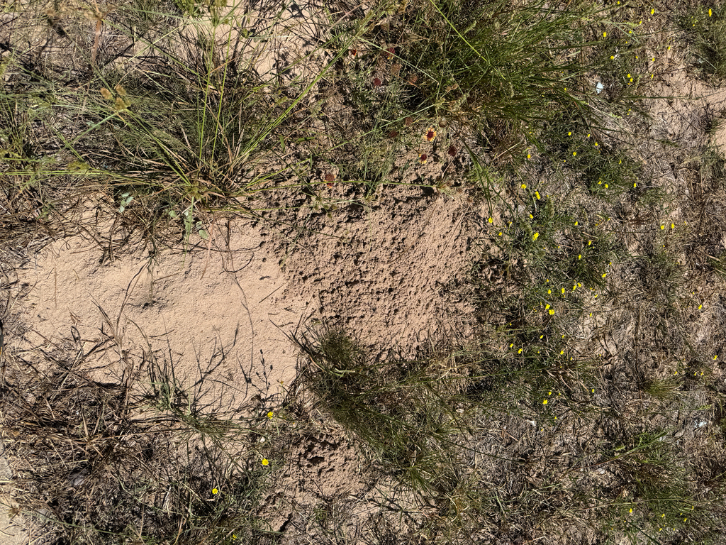 Texas Pocket Gopher from US-181, Beeville, TX, US on October 11, 2025 ...