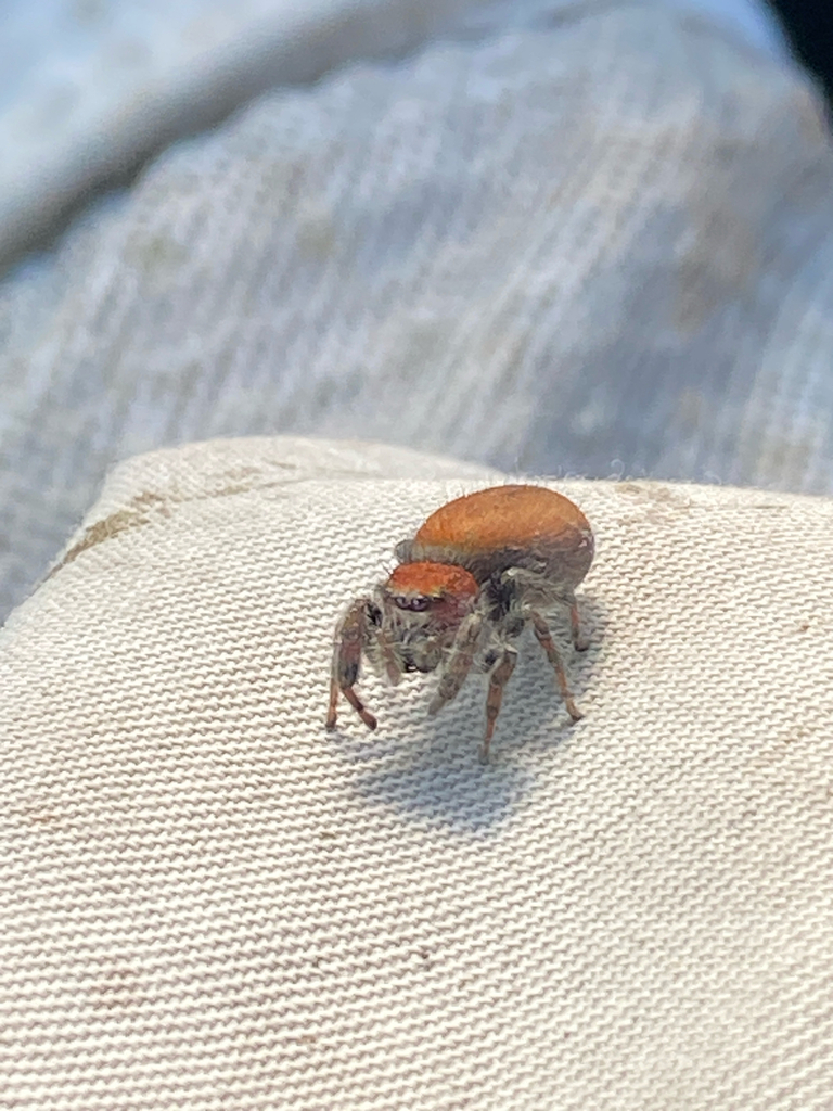 Cardinal Jumping Spider from Church Ave, Harrah, OK, US on October 11 ...