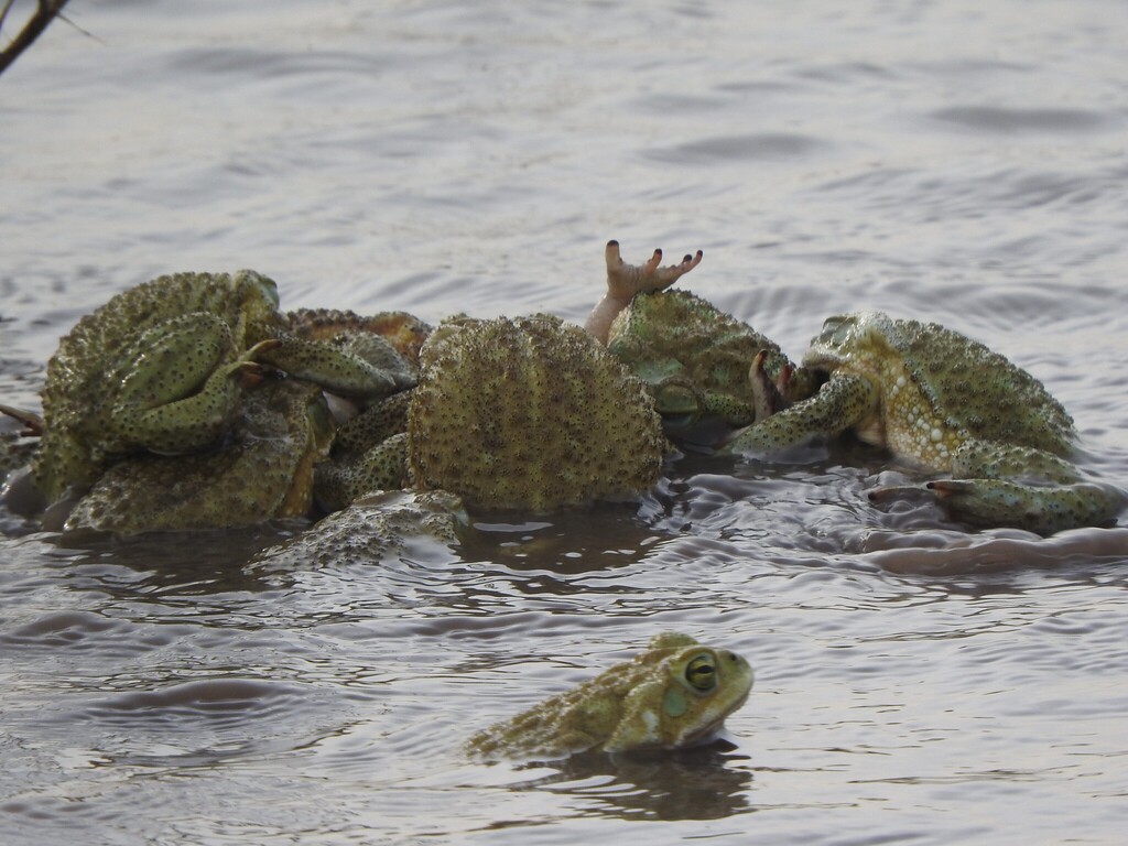 Argentine Toad in October 2025 by Agustín Gabriel Álvarez. Se armó ...