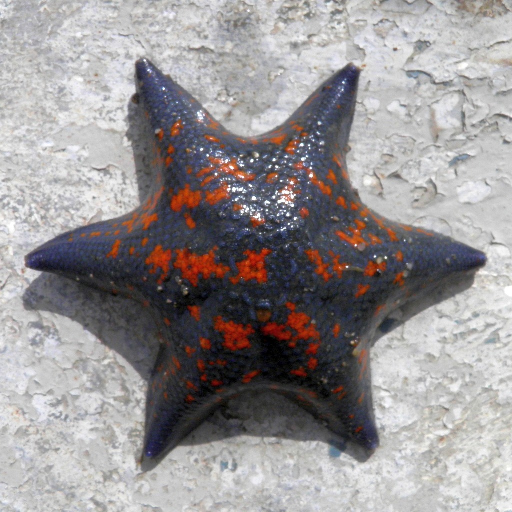 Blue Bat Star from Khasanskiy rayon, RU-PR, RU on August 28, 2016 at 03 ...