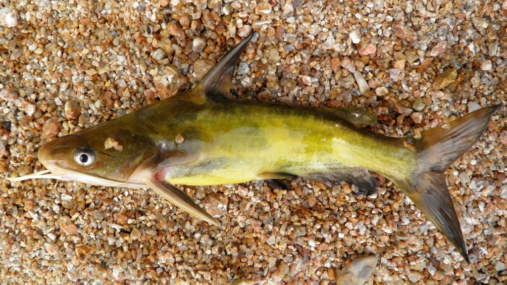 Korean Bullhead (Tachysurus sinensis) - Marine Life Identification