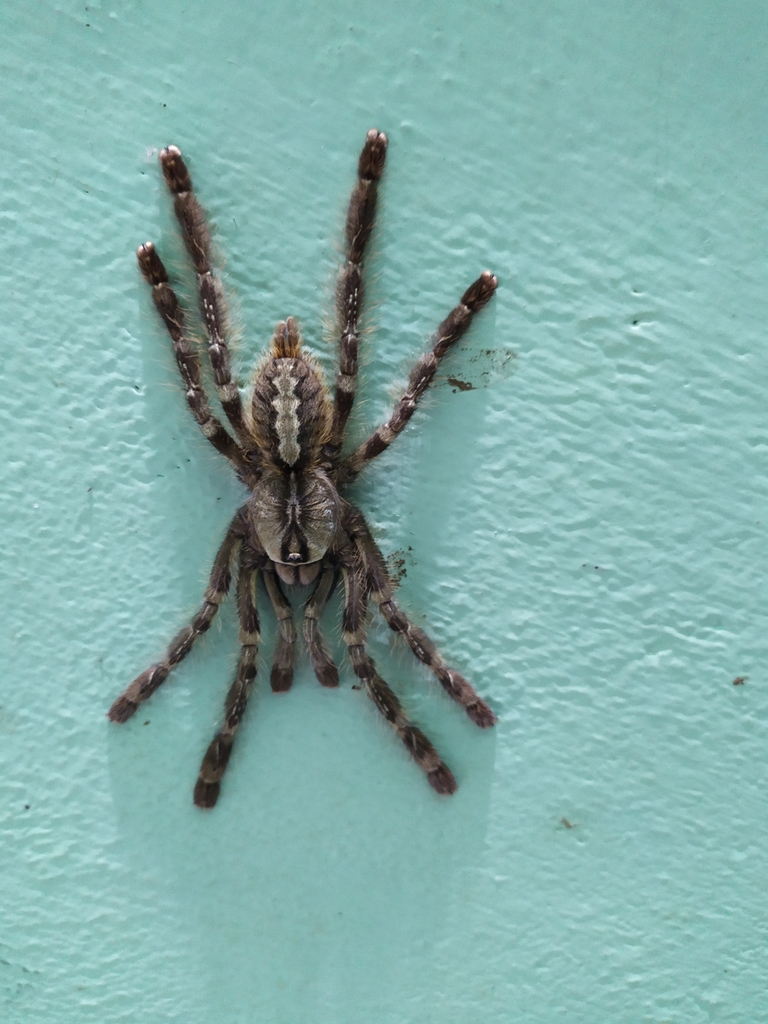 Mysore Ornamental Tarantula (Spiders of Karnataka) · iNaturalist