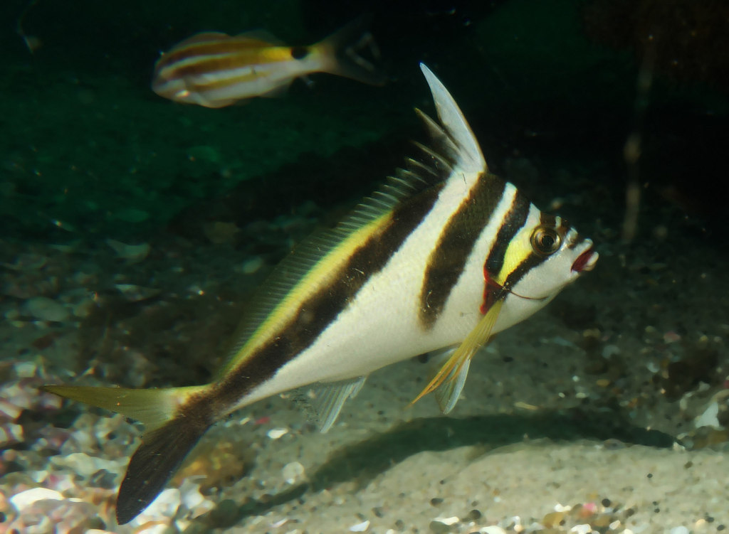 Eastern Morwong (Goniistius vestitus) - Marine Life Identification