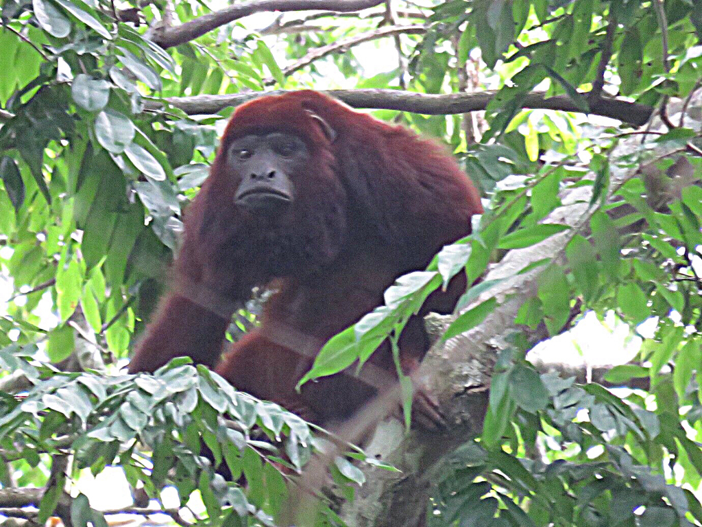 Colombian Red Howler Monkey (Alouatta seniculus) - Know Your Mammals