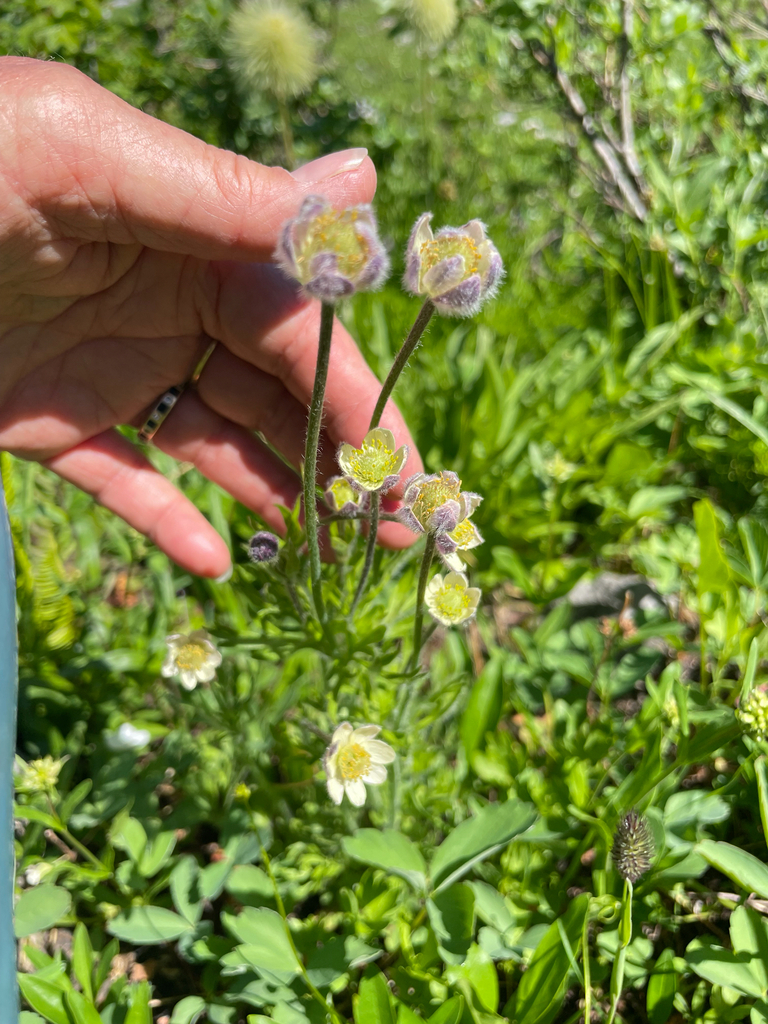 Cutleaf Anemone from East Kootenay, BC, CA on July 13, 2025 at 12:20 PM ...