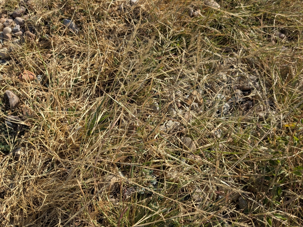 whorled dropseed from Blue Ridge, TX 75424, USA on October 11, 2025 at ...