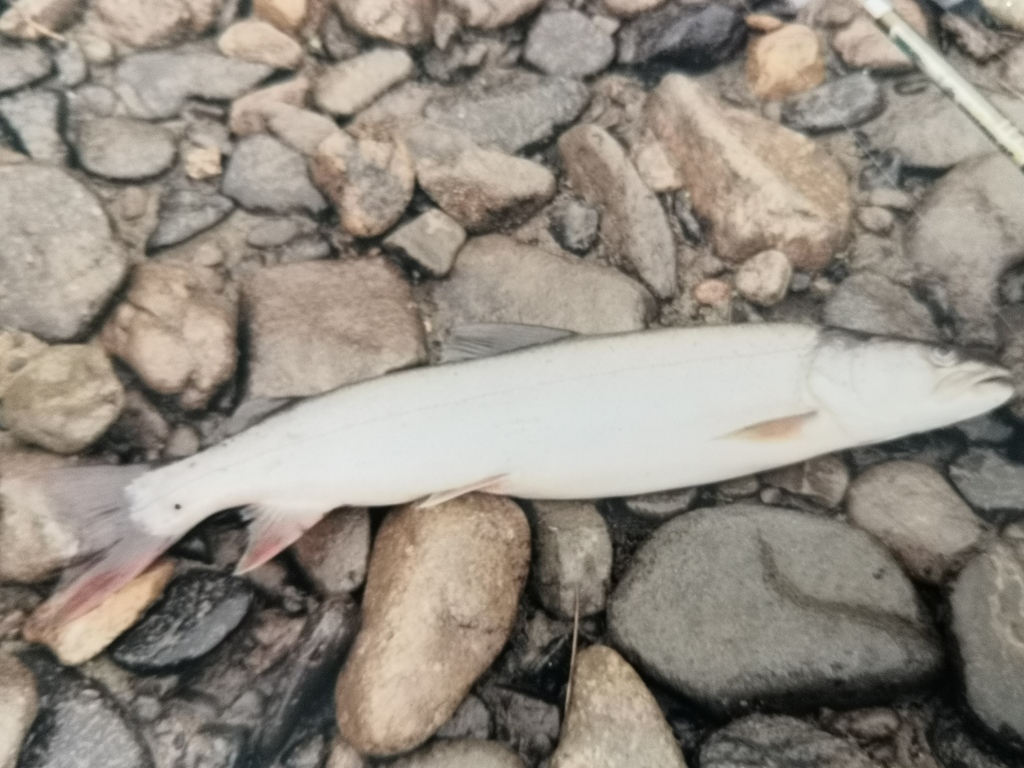Siberian Taimen (Hucho taimen) - Marine Life Identification