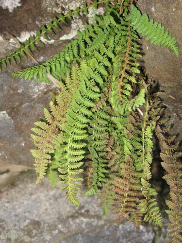 Fragrant Fern (Variety Dryopteris fragrans remotiuscula) · iNaturalist