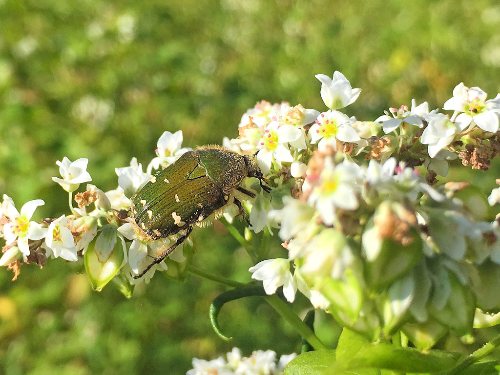 Blue Flower Chafer from Izumi, Nikko-Shi, Präfektur Tochigi, JP on ...