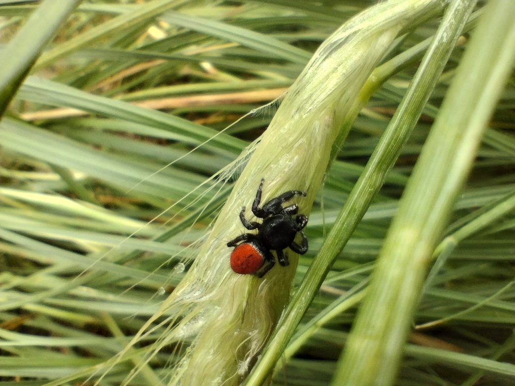 Phidippus carneus from Parque Nacional del Tepeyac, 07010 Ciudad de ...