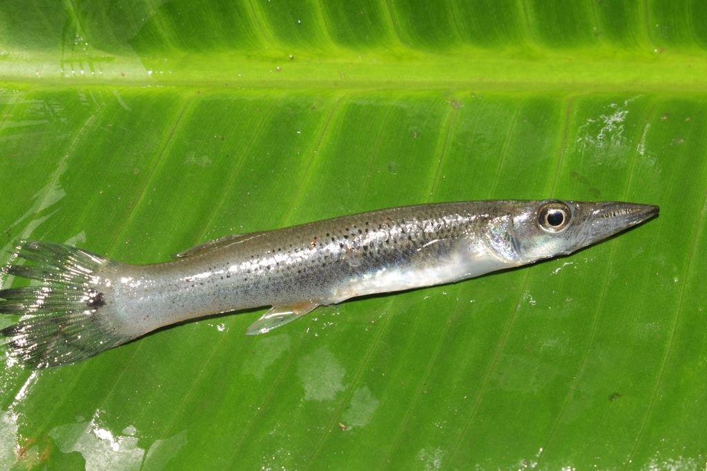 Pike Topminnow from Los Tuxtlas, Ver., México on November 23, 2019 at ...