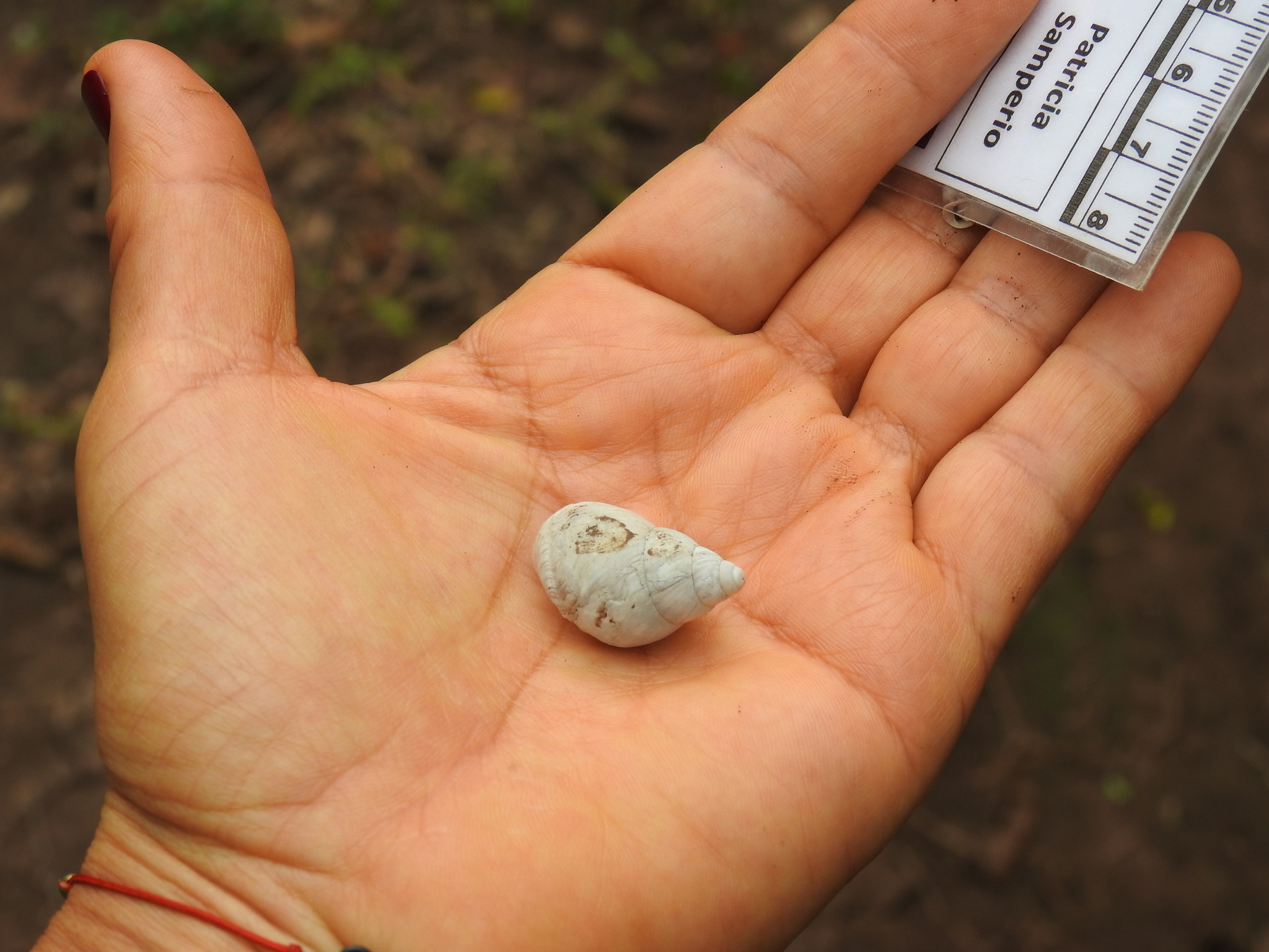 Rabdotus dealbatus dealbatus