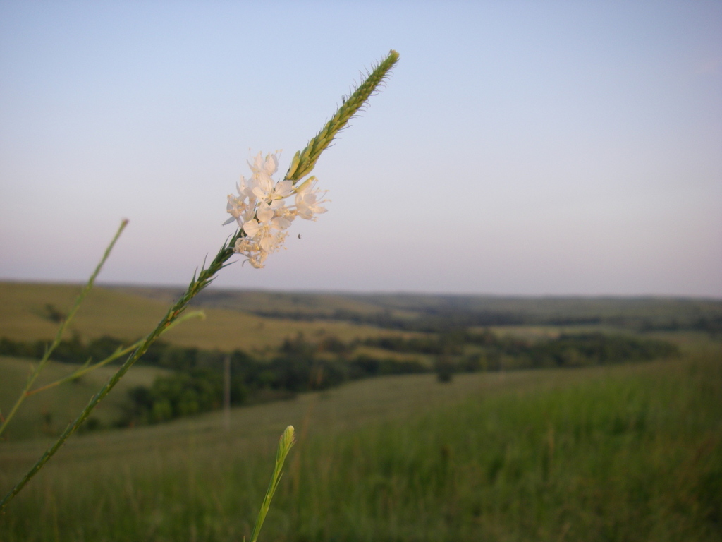 False Gaura (Plants of Dallas/Fort Worth) · iNaturalist