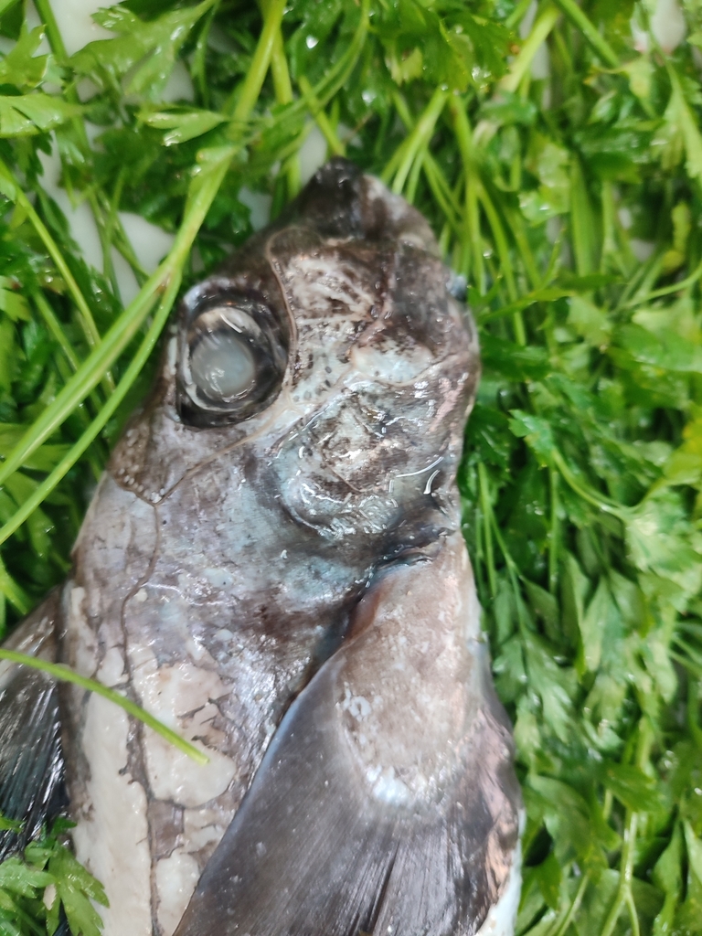 Large-eyed Chimaera in October 2025 by mmissoum · iNaturalist
