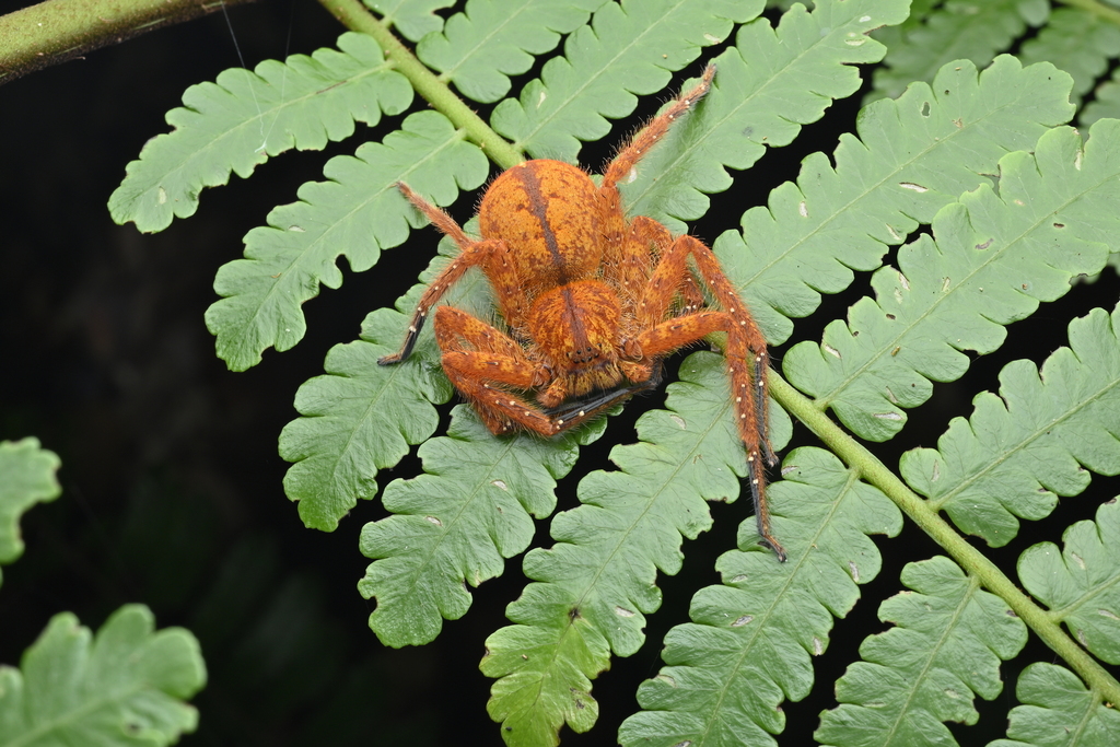 Heteropoda javana from 马来西亚 Sarawak, Kuching, 库巴国家公园邮政编码: 93050 on ...