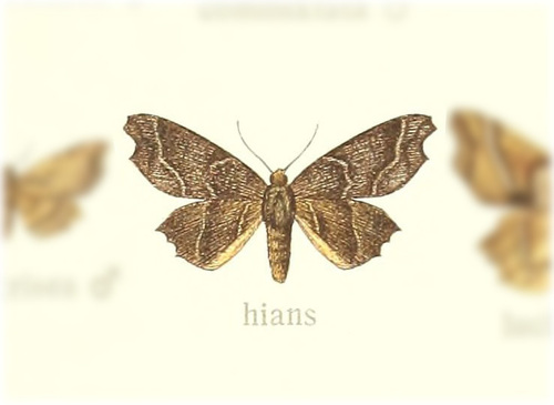 Epiplema hians · iNaturalist