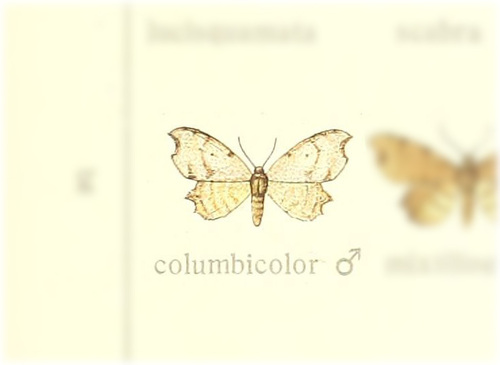 Epiplema columbicolor · iNaturalist
