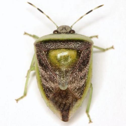 Purple-washed Stink Bug (Kermana imbuta)