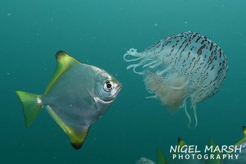 Diamondfish (Monodactylus argenteus) - Marine Life Identification