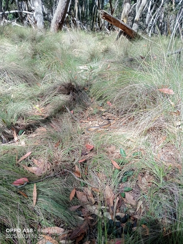 Highlands Copperhead (Austrelaps ramsayi) - Snakes and Lizards
