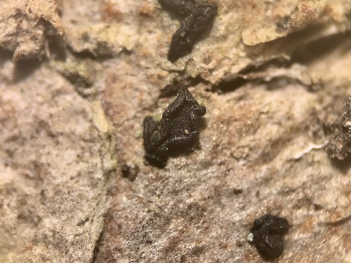 Hysteropatella prostii · iNaturalist
