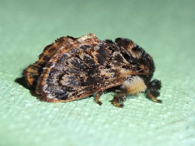 Hag Moth in July 2023 by stevewalternature · iNaturalist