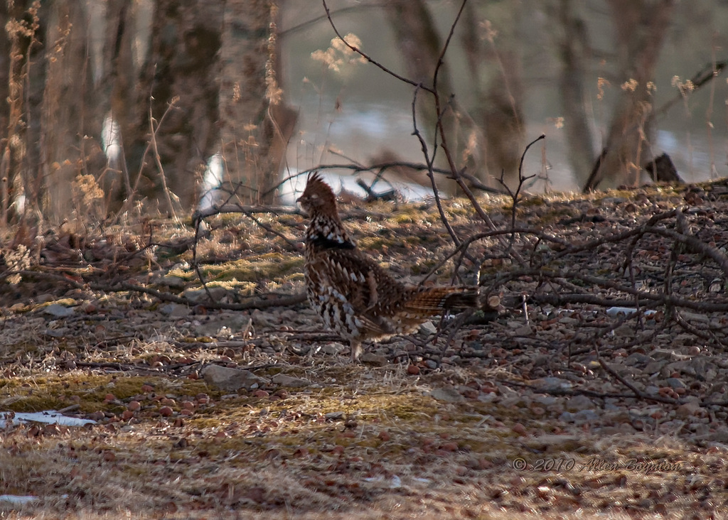 Ruffed Grouse from Grayson County, VA, USA on December 29, 2010 at 08: ...